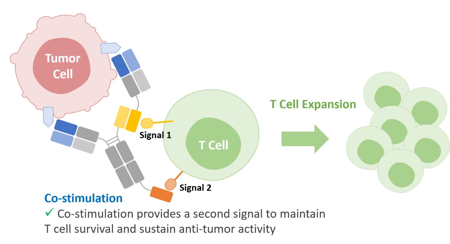 Platform – QLSF Biotherapeutics